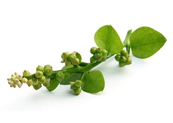 15 Testosterone Boosting Herbs (You Can Find Anywhere)
